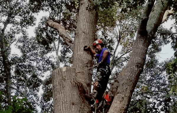 3 Reasons to Remove a Tree Immediately | Engram's Tree Service