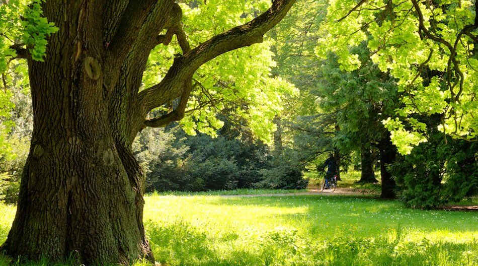 When Is the Right Time to Trim Oak Trees | Engram's Tree Service